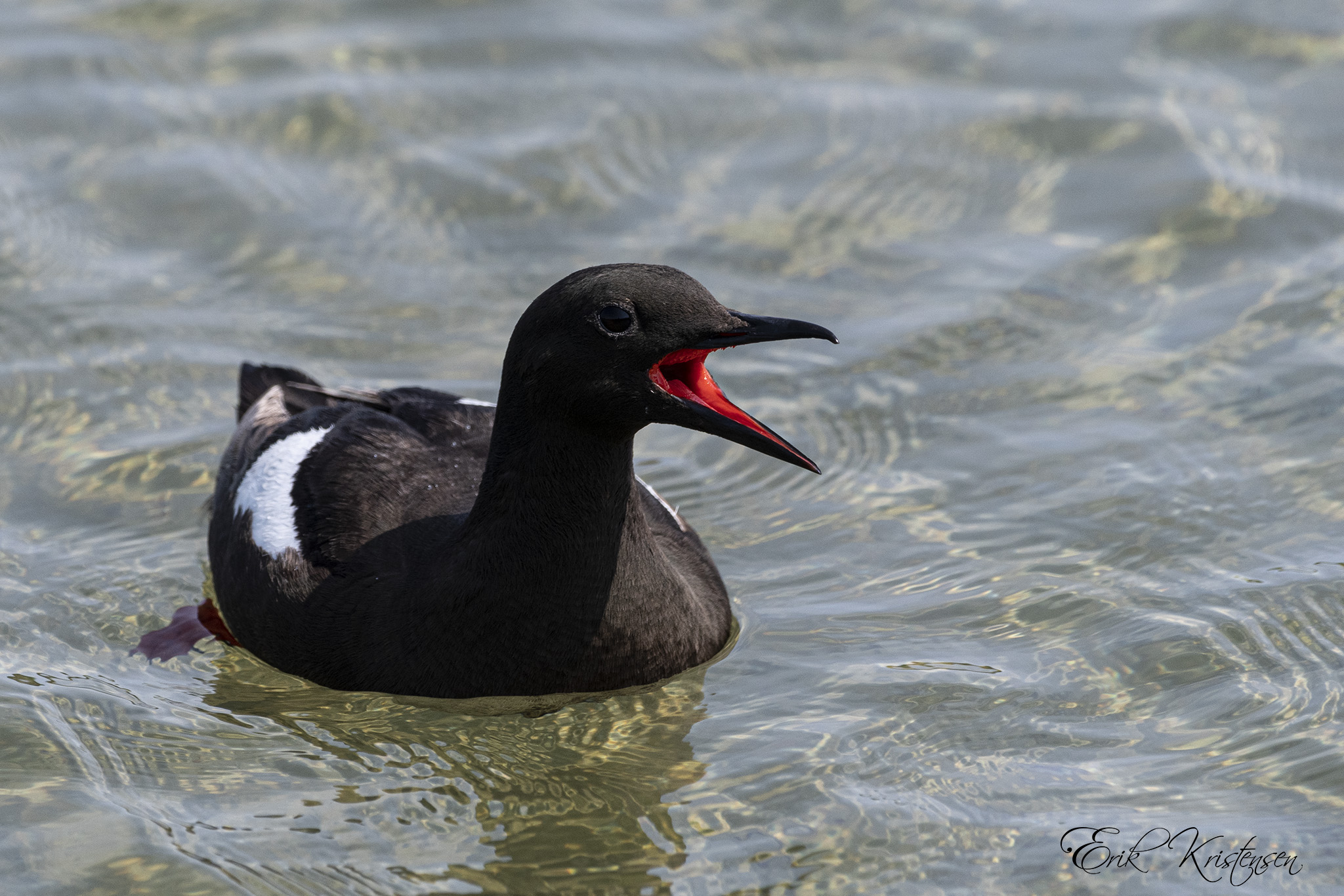 Alkefugle – Erik Kristensen