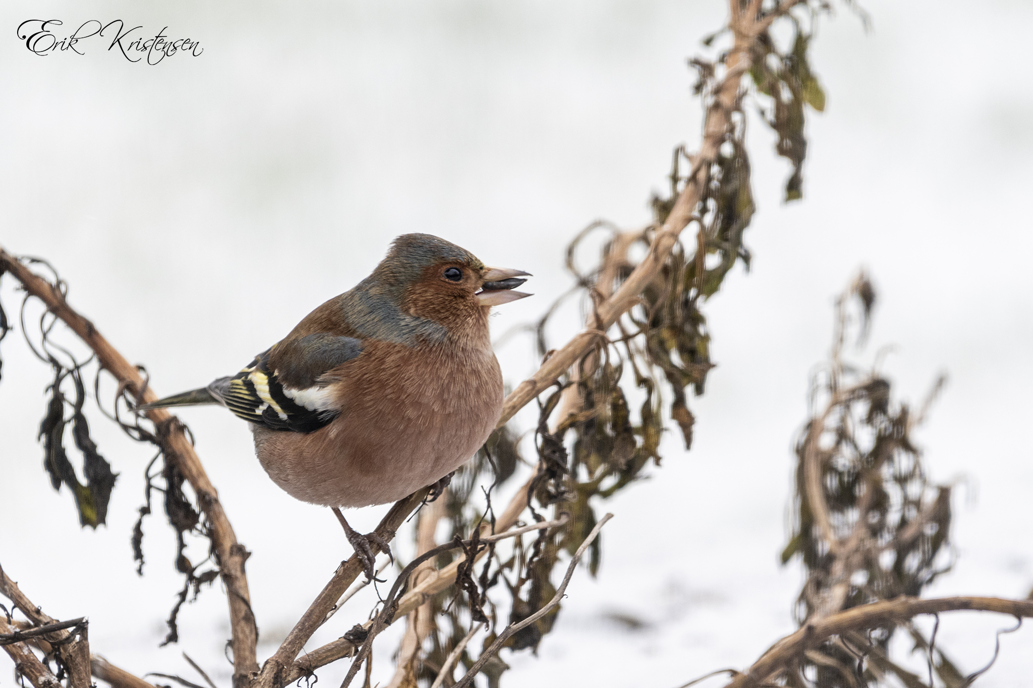 Bogfinke – Erik Kristensen